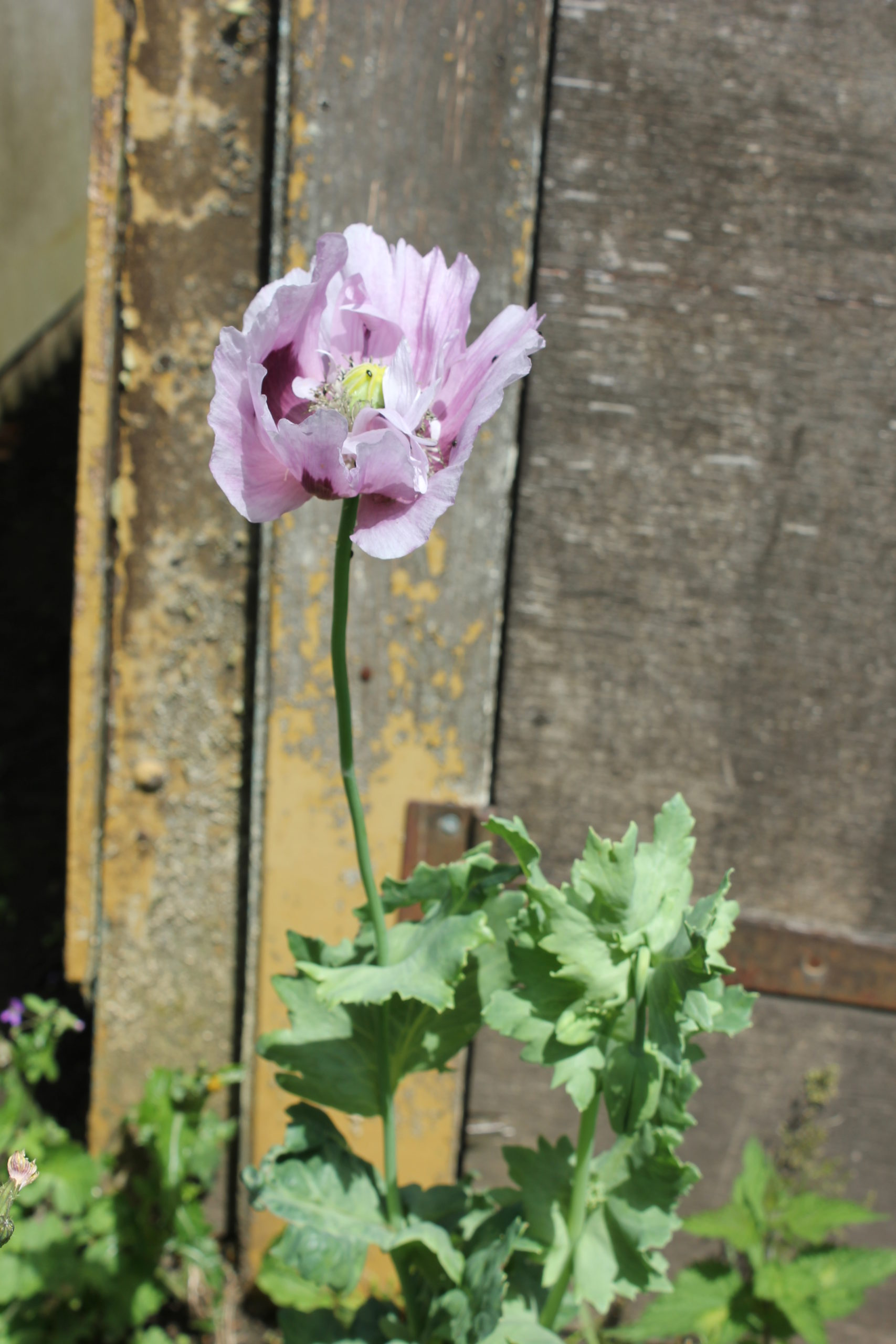 My favourite photos – a pretty purple poppy | My Thrifty Life by Cassie ...
