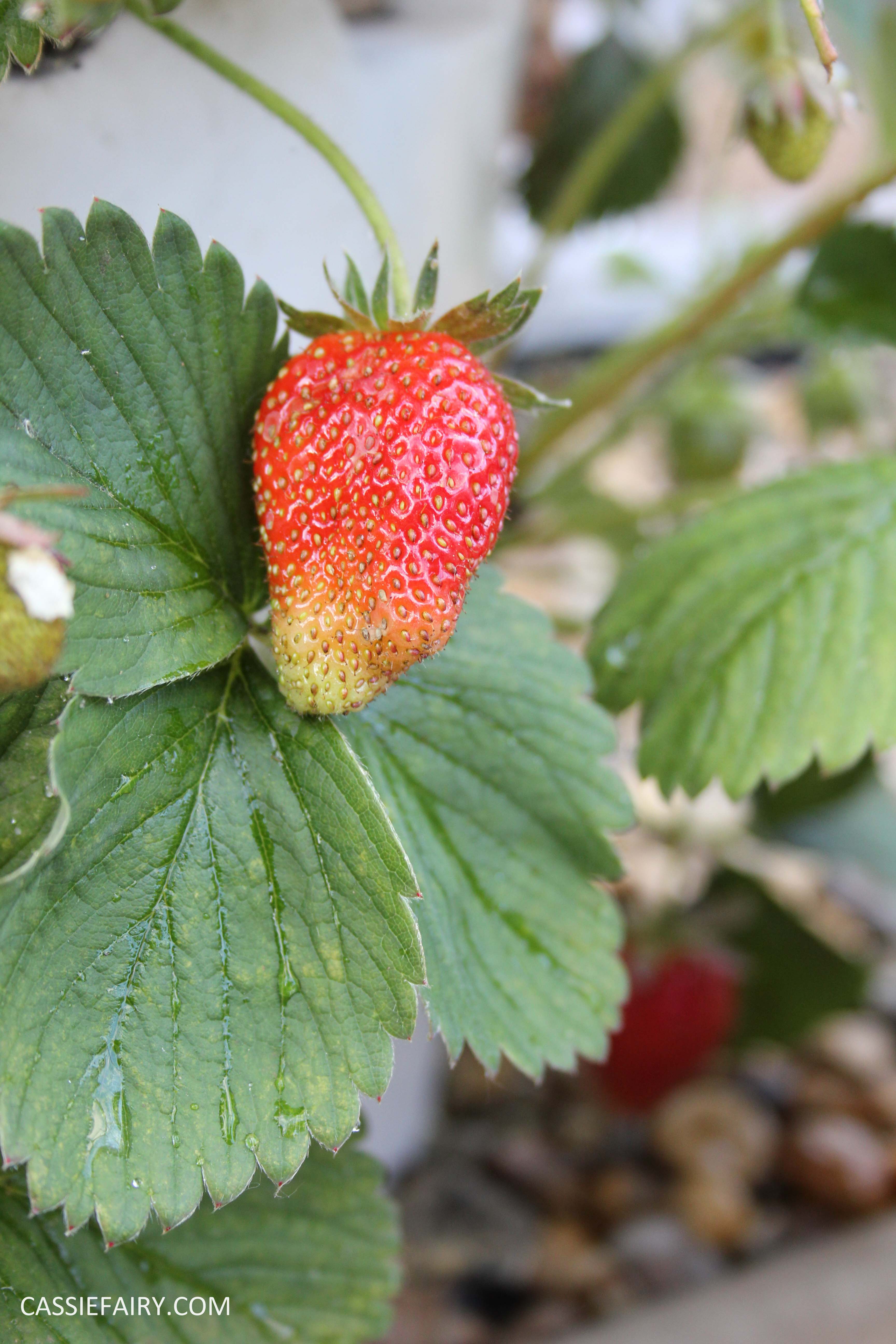 How does your garden grow? Strawberries | My Thrifty Life by Cassiefairy