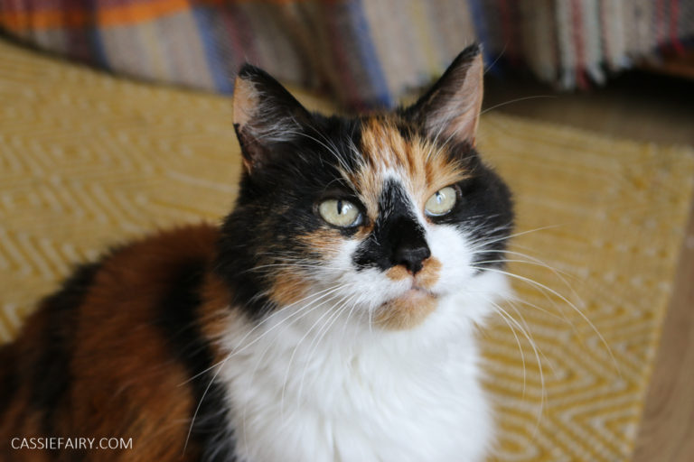 The Furminator – How to help your cat shed their fur for summer | My ...