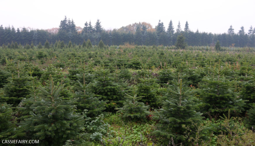 4 Sustainable (& fun!) reasons why you should buy a local Christmas ...