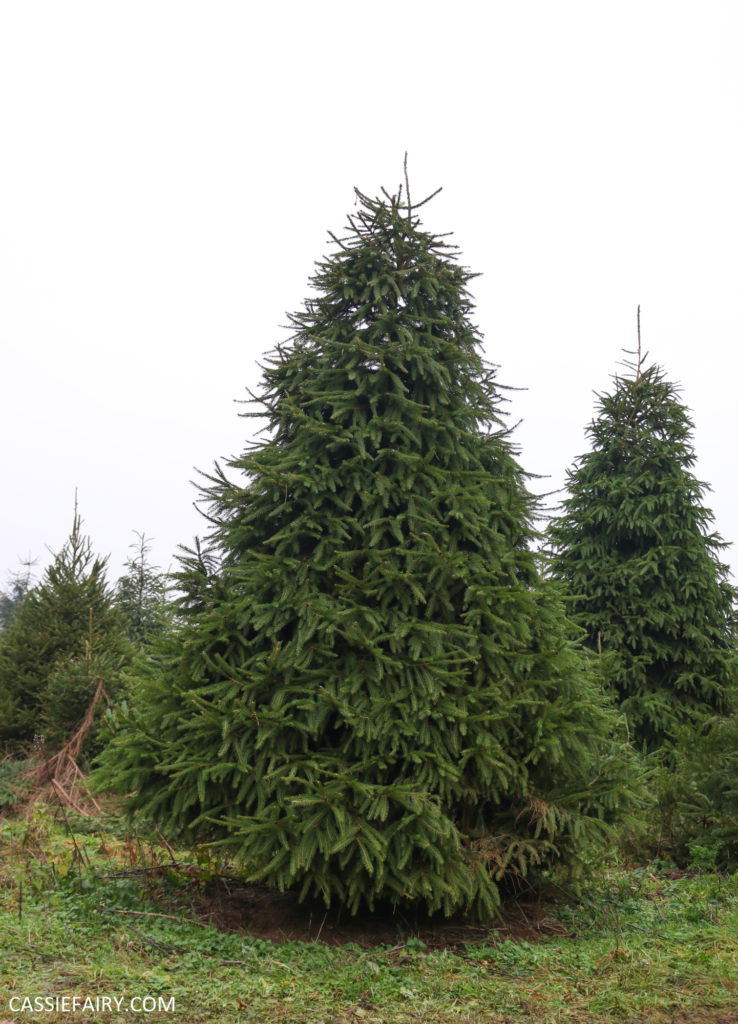 4 Sustainable (& fun!) reasons why you should buy a local Christmas ...