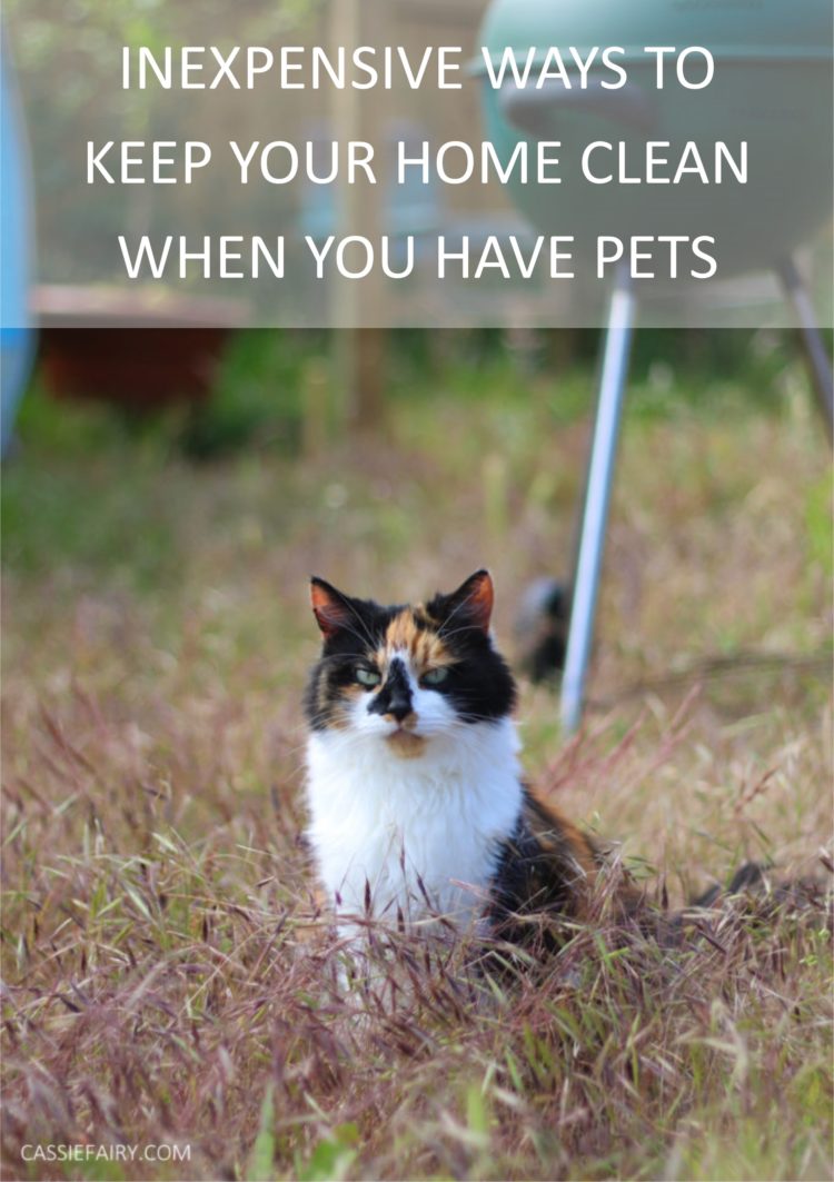 Inexpensive DIY ways to keep your home clean when you have pets | My ...