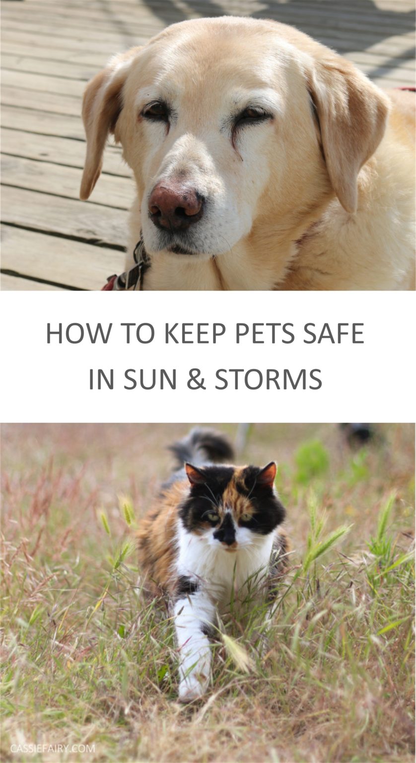 How to keep your pets safe and happy in both sunshine and storms | My ...