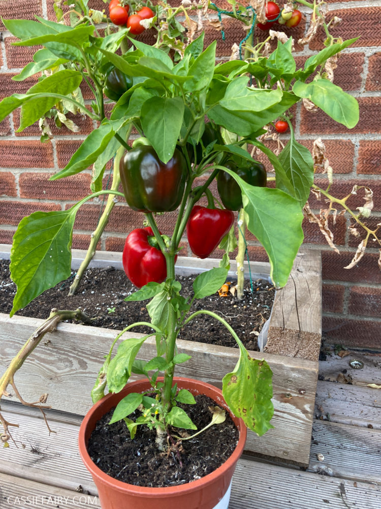 My ‘grow-your-own’ vegetable garden – 2020 update and January 2021 ...