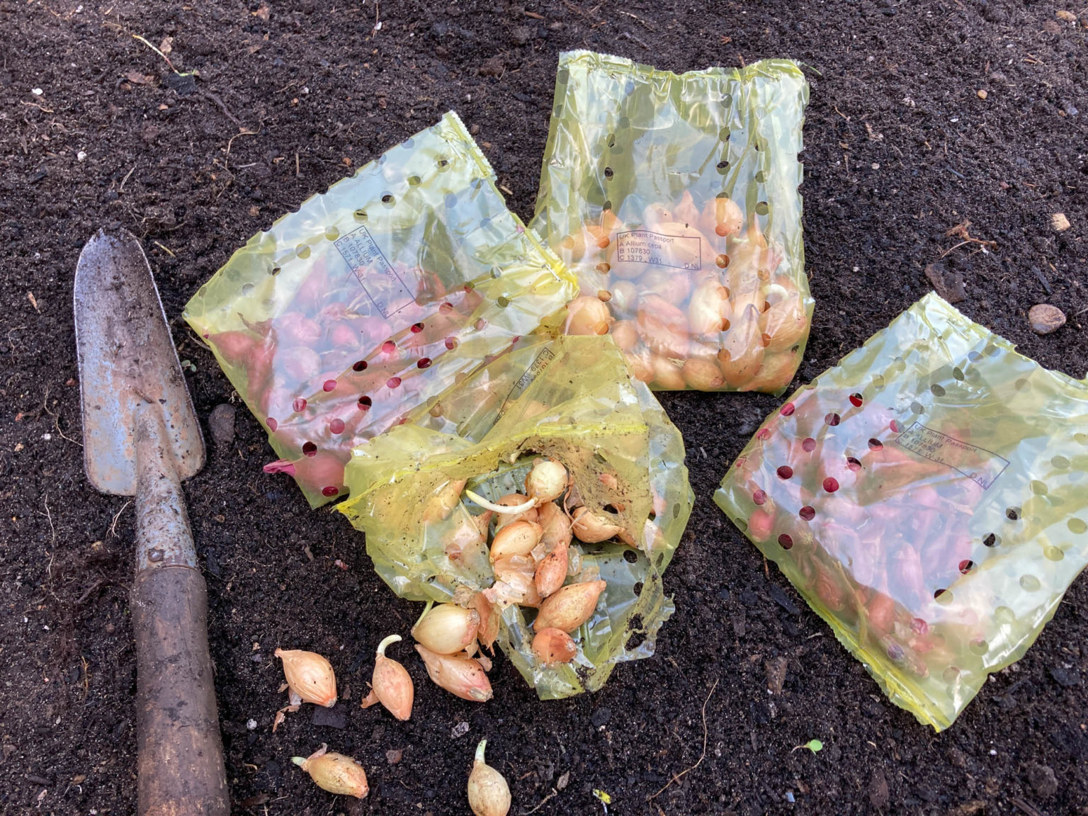 My grow-your-own garden October update: Planting elephant garlic and ...