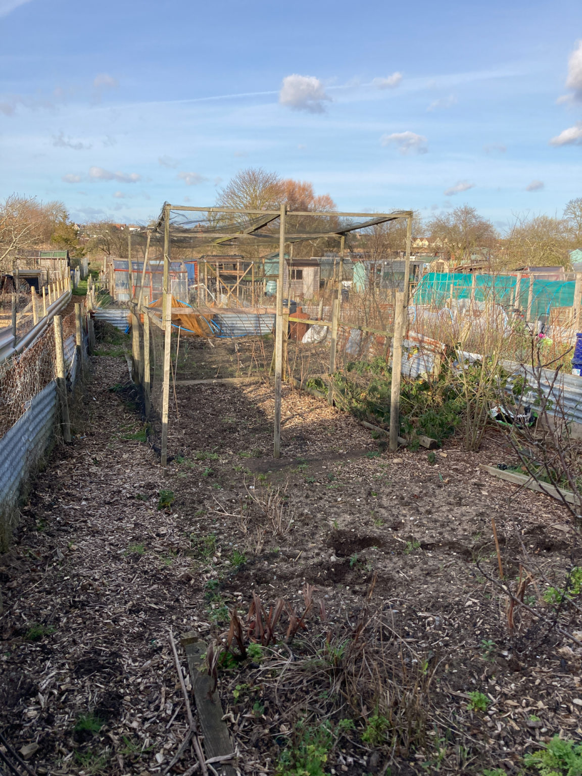 Allotment love – Getting my first ever veg plot and making planting ...