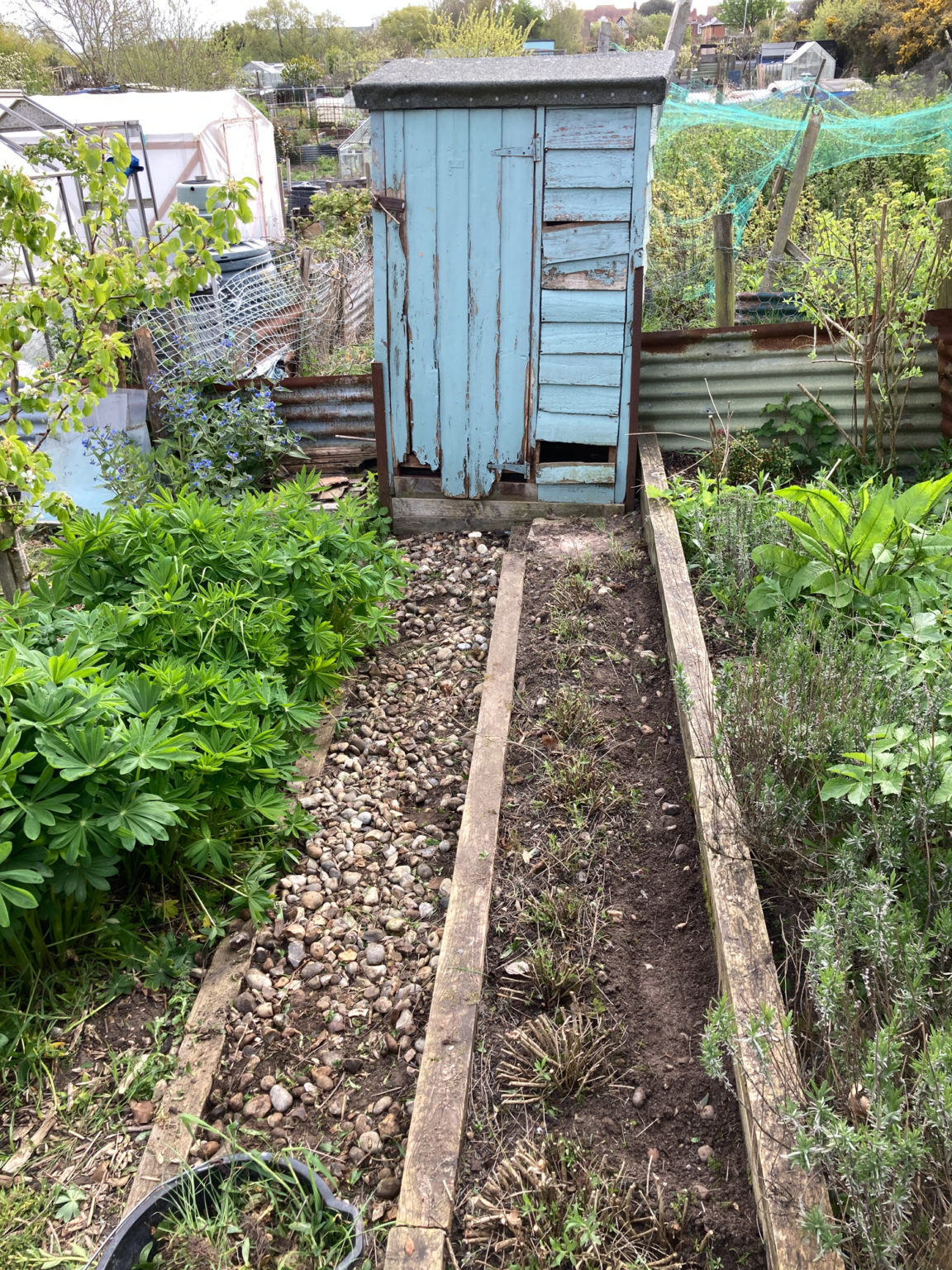 Allotment love – making the most of a tumbledown shed + planting ...