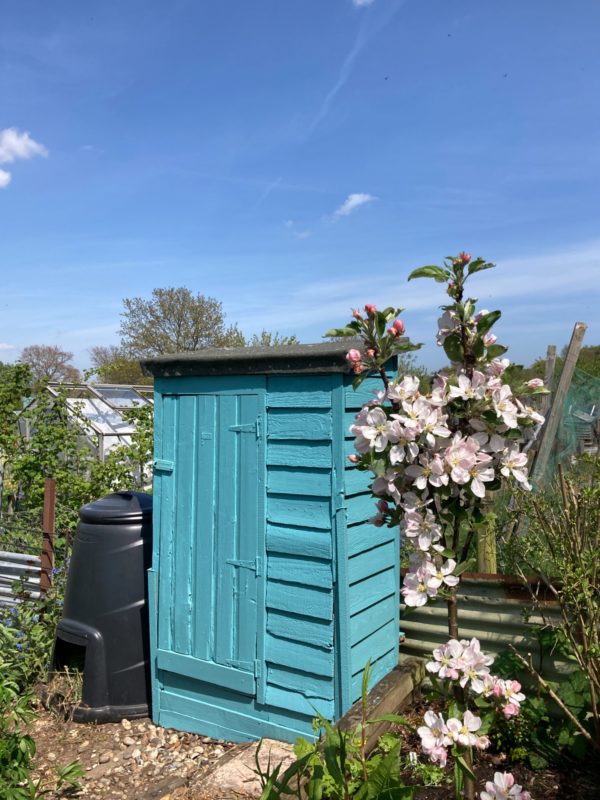 Allotment update: The plot thickens