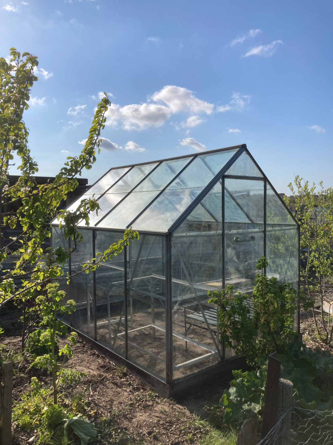Allotment update: The plot thickens