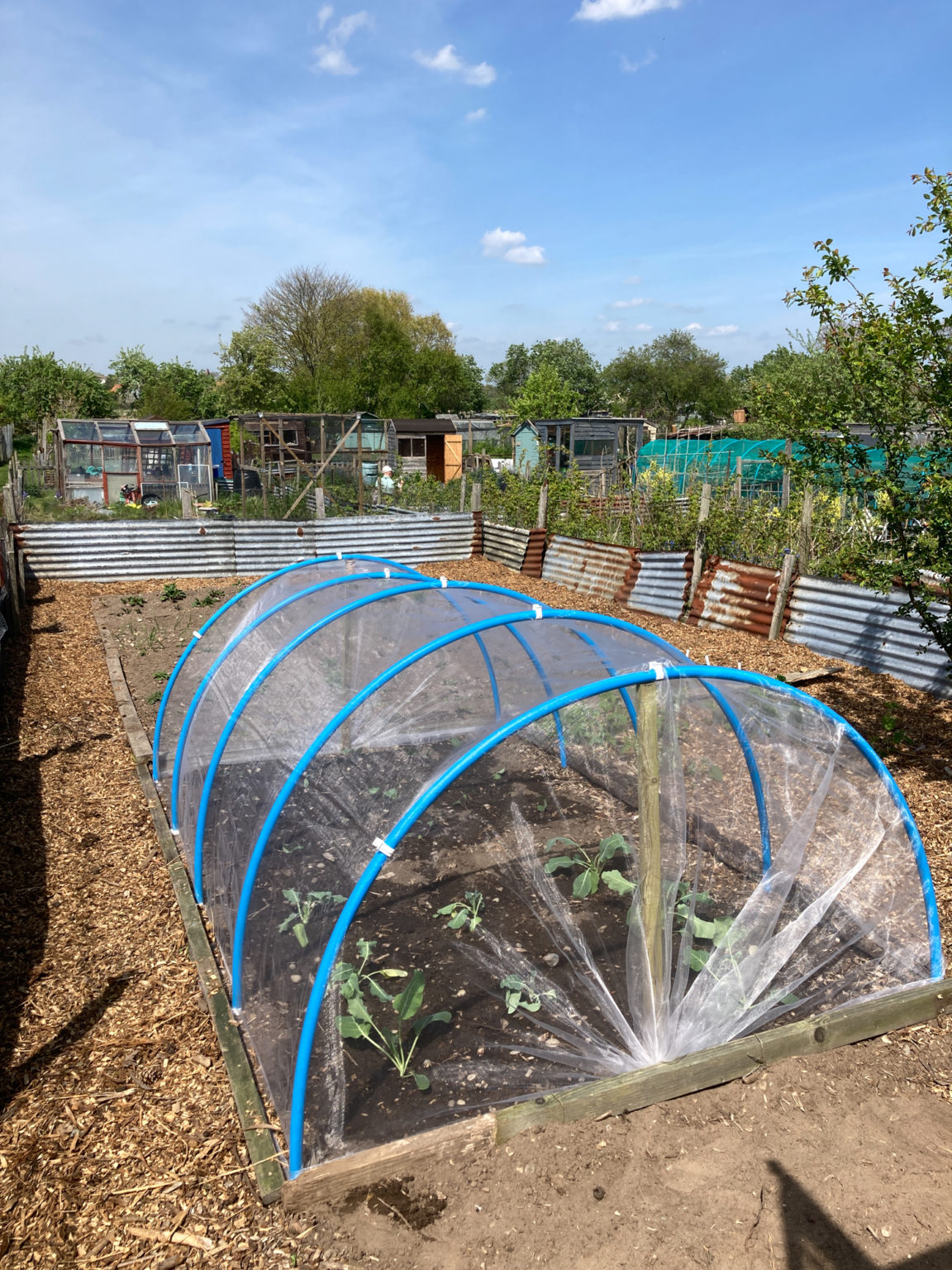 Allotment update: The plot thickens