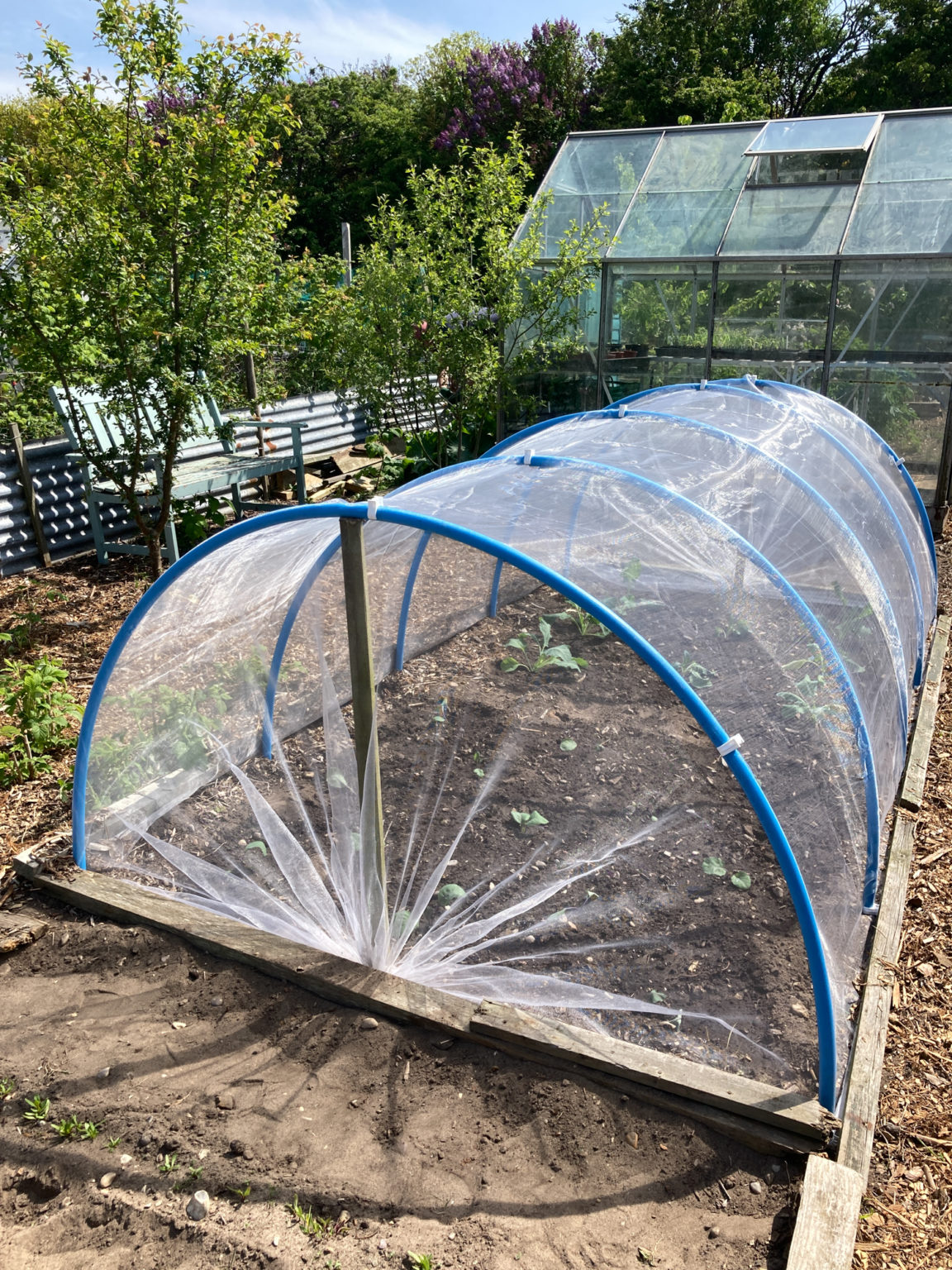 Allotment love – Making a big mesh tunnel on my plot and planting ...