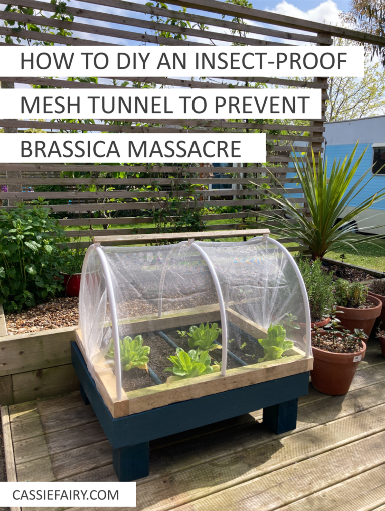 How to build an insect-proof mesh tunnel to prevent brassica massacre ...
