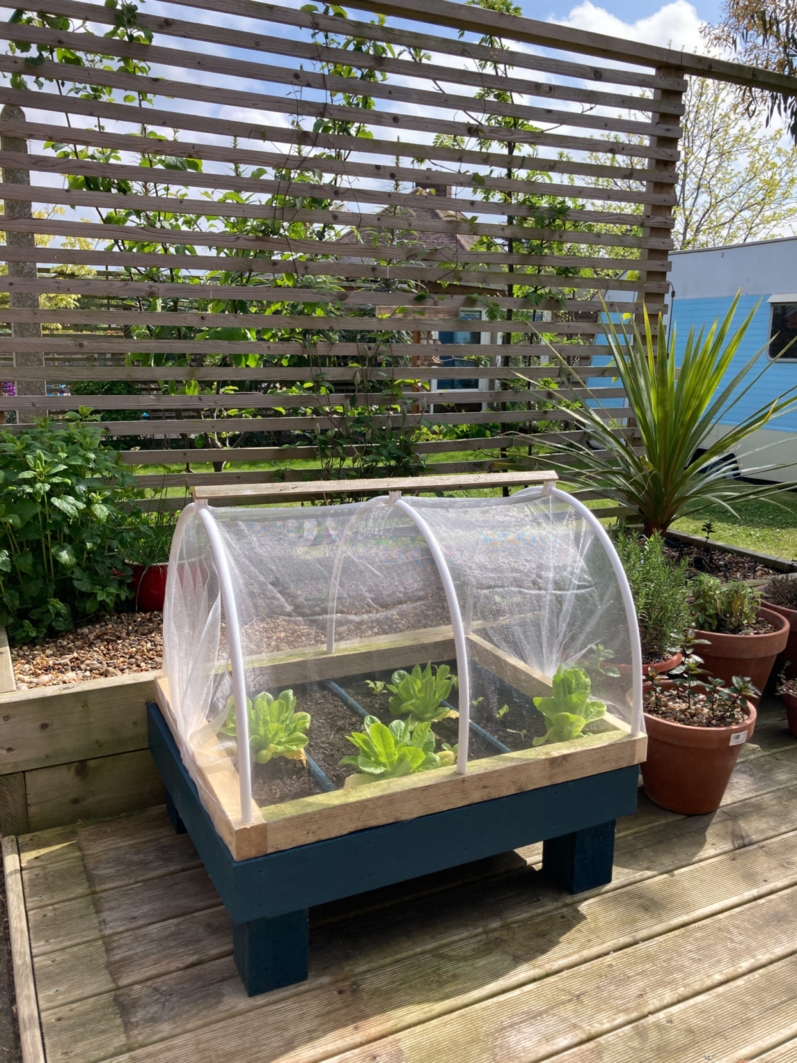 How to build an insect-proof mesh tunnel to prevent brassica massacre ...