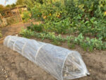 Allotment update: How I’m protecting my veg with a variety of tunnels ...