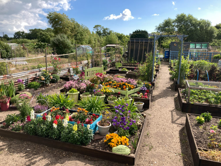 Allotment love – Why allotments are the most upcycling-friendly places ...