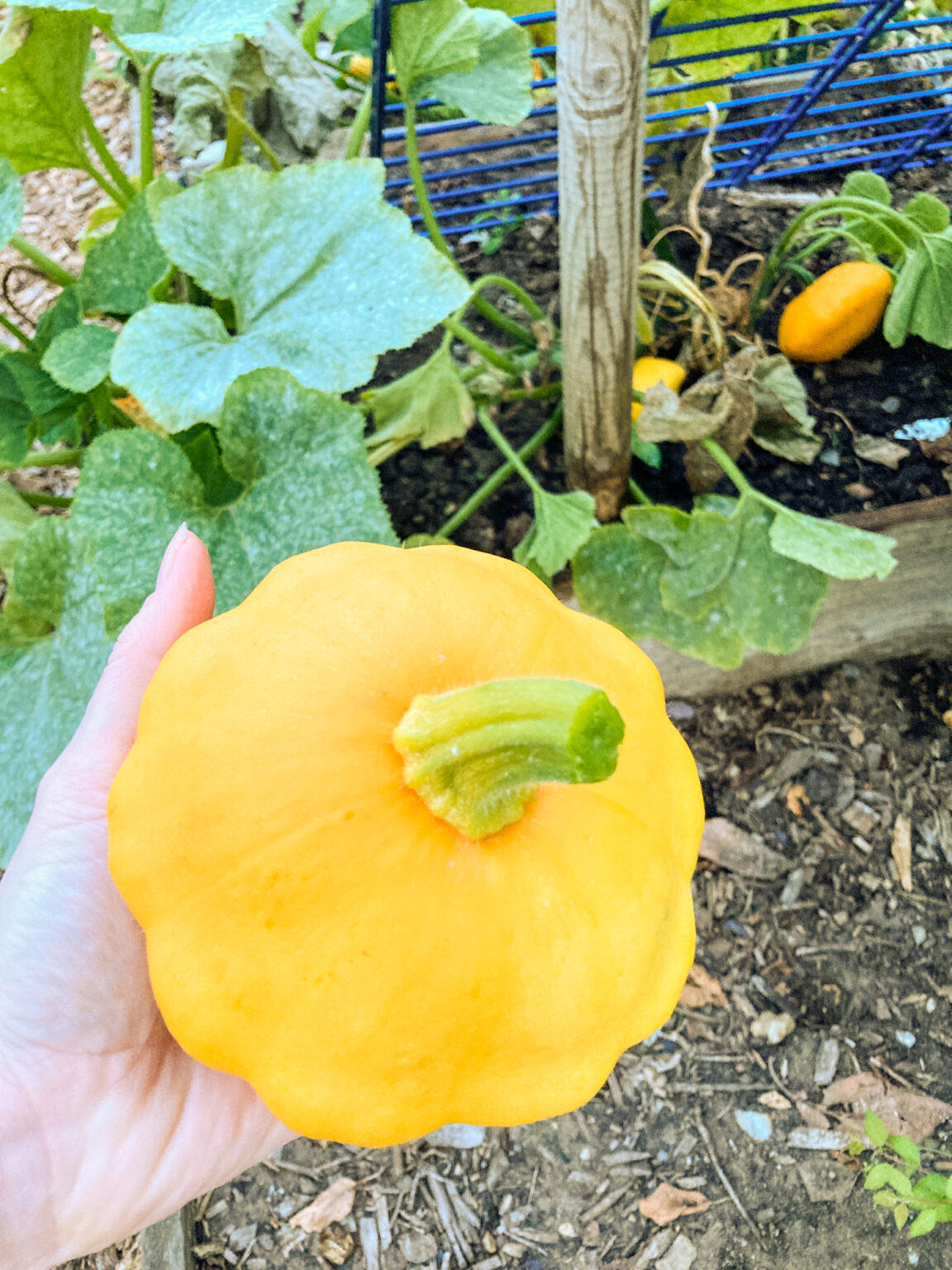 Allotment update: Making plum chutney, squash sauce and sundried ...
