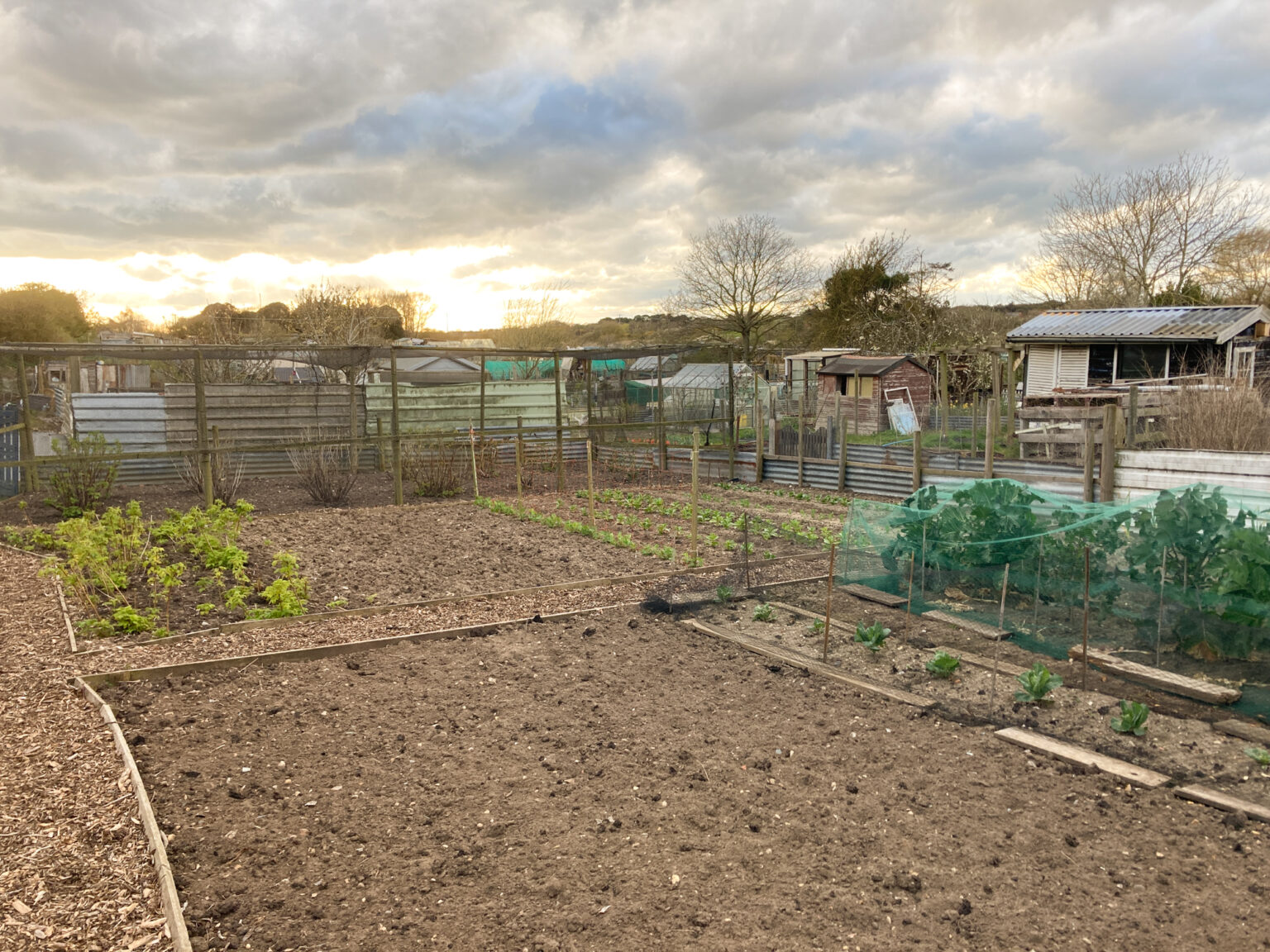 Allotment update: The plot thickens