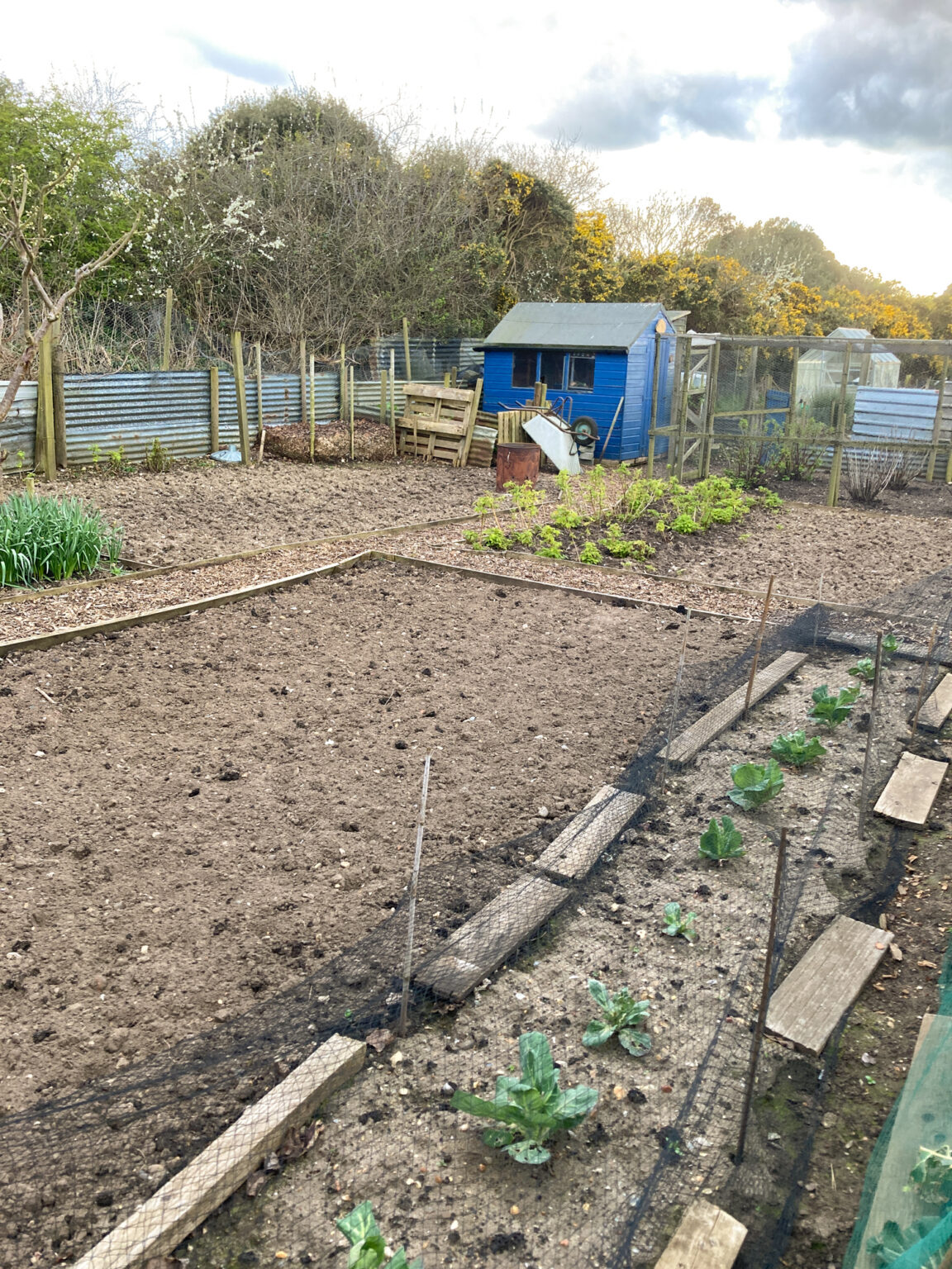 Allotment update: The plot thickens