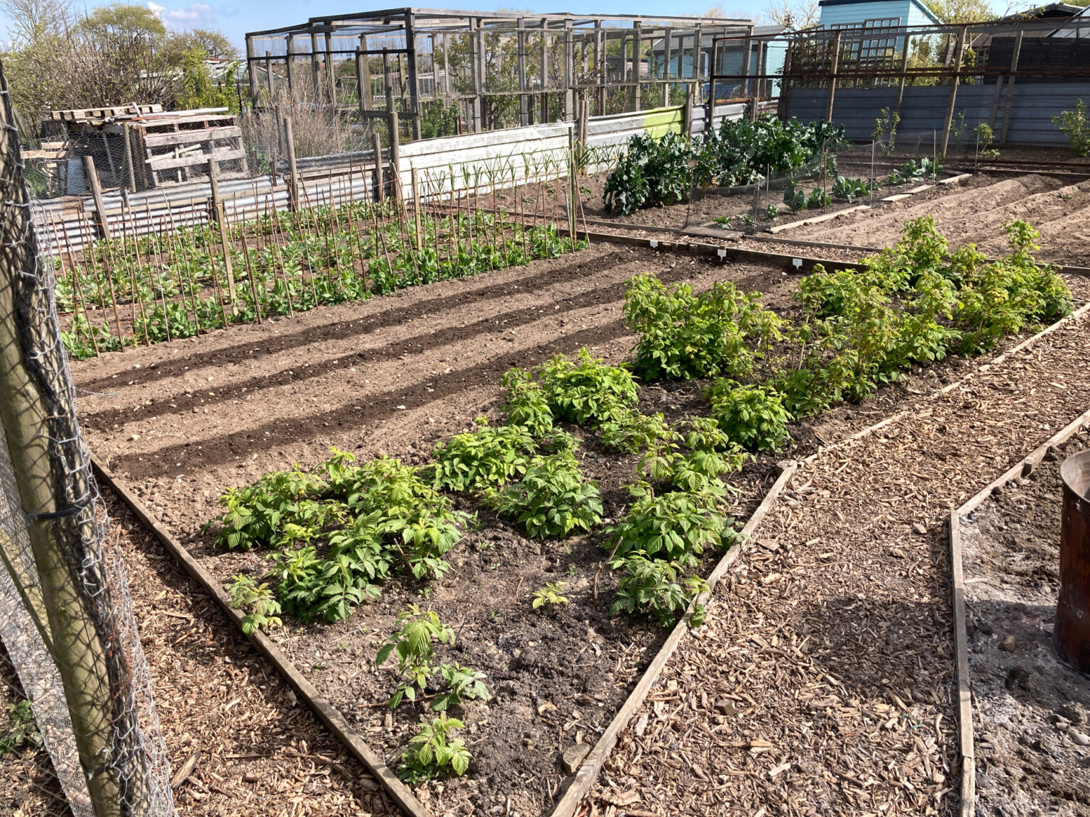 Allotment update - how to use kitchen leftovers to grow your own fruit ...