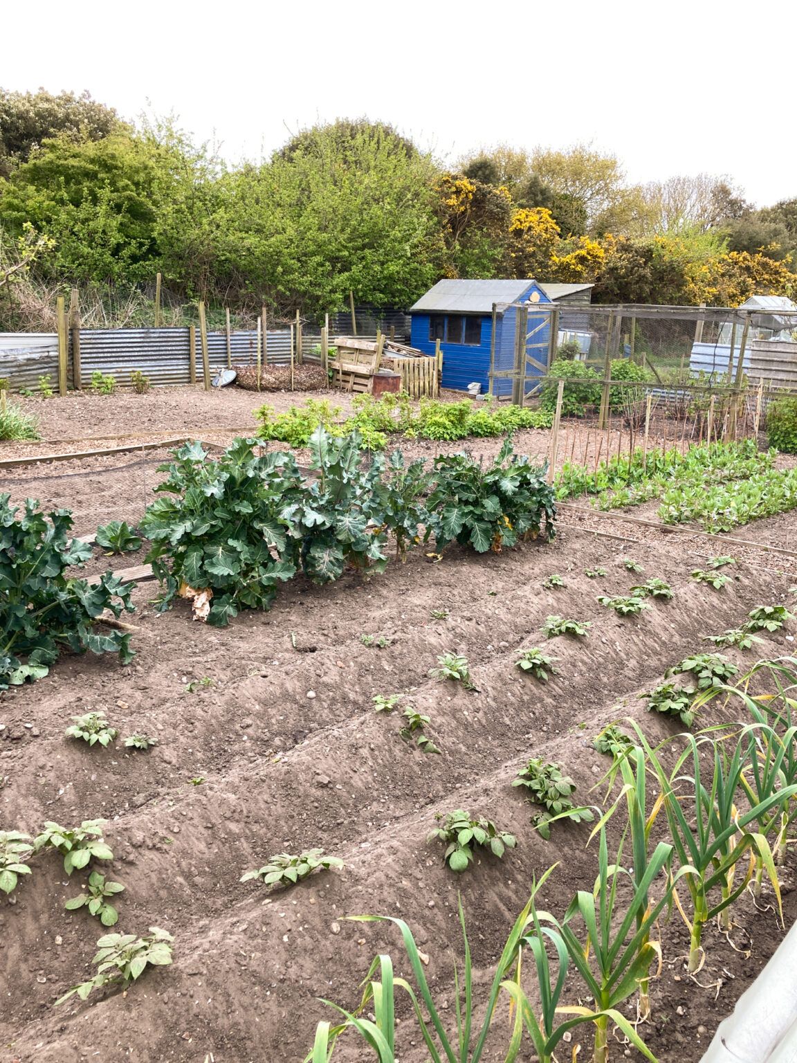 Allotment update - how to use kitchen leftovers to grow your own fruit ...