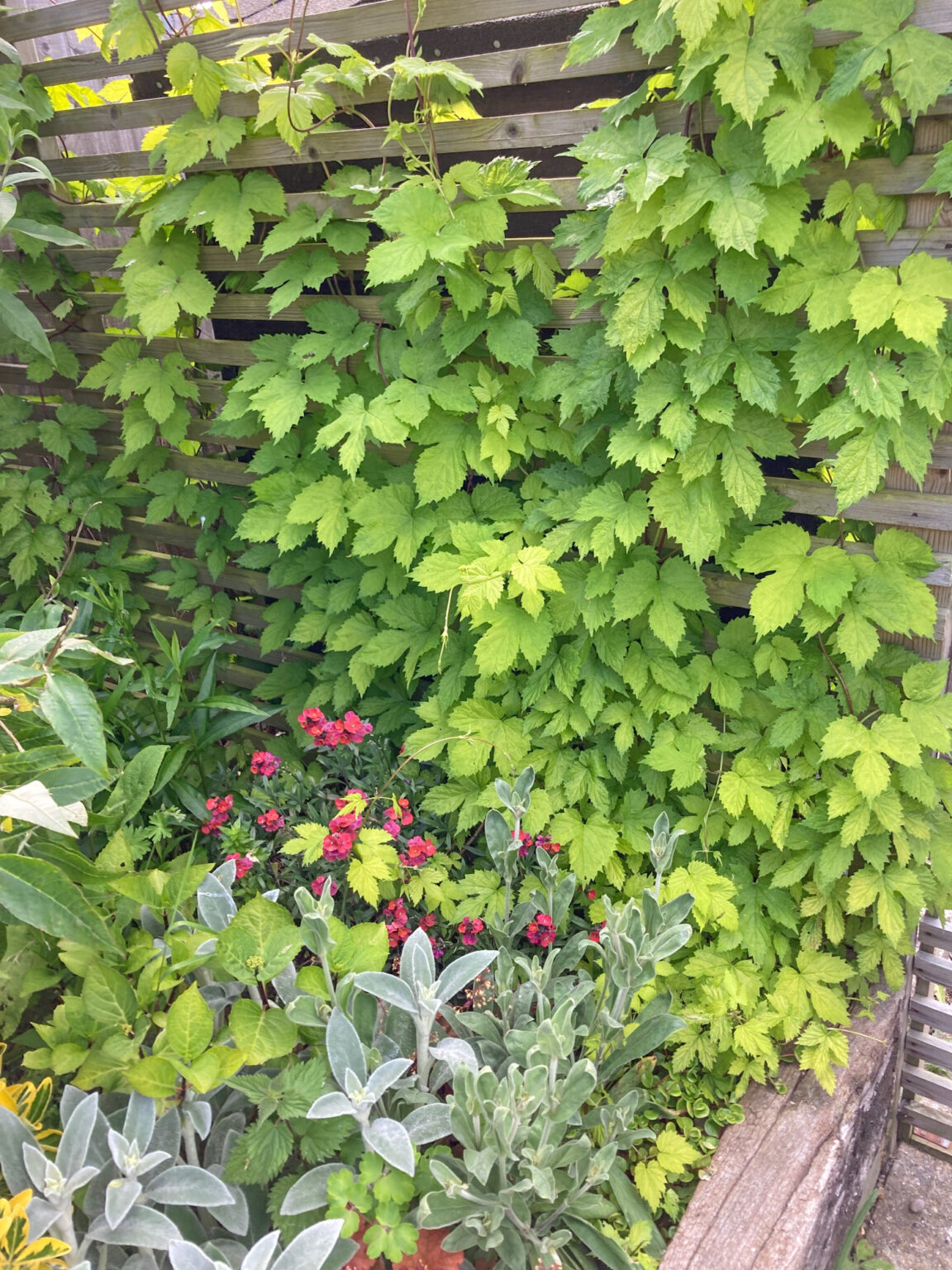 Home & garden improvements that provide more privacy for your family