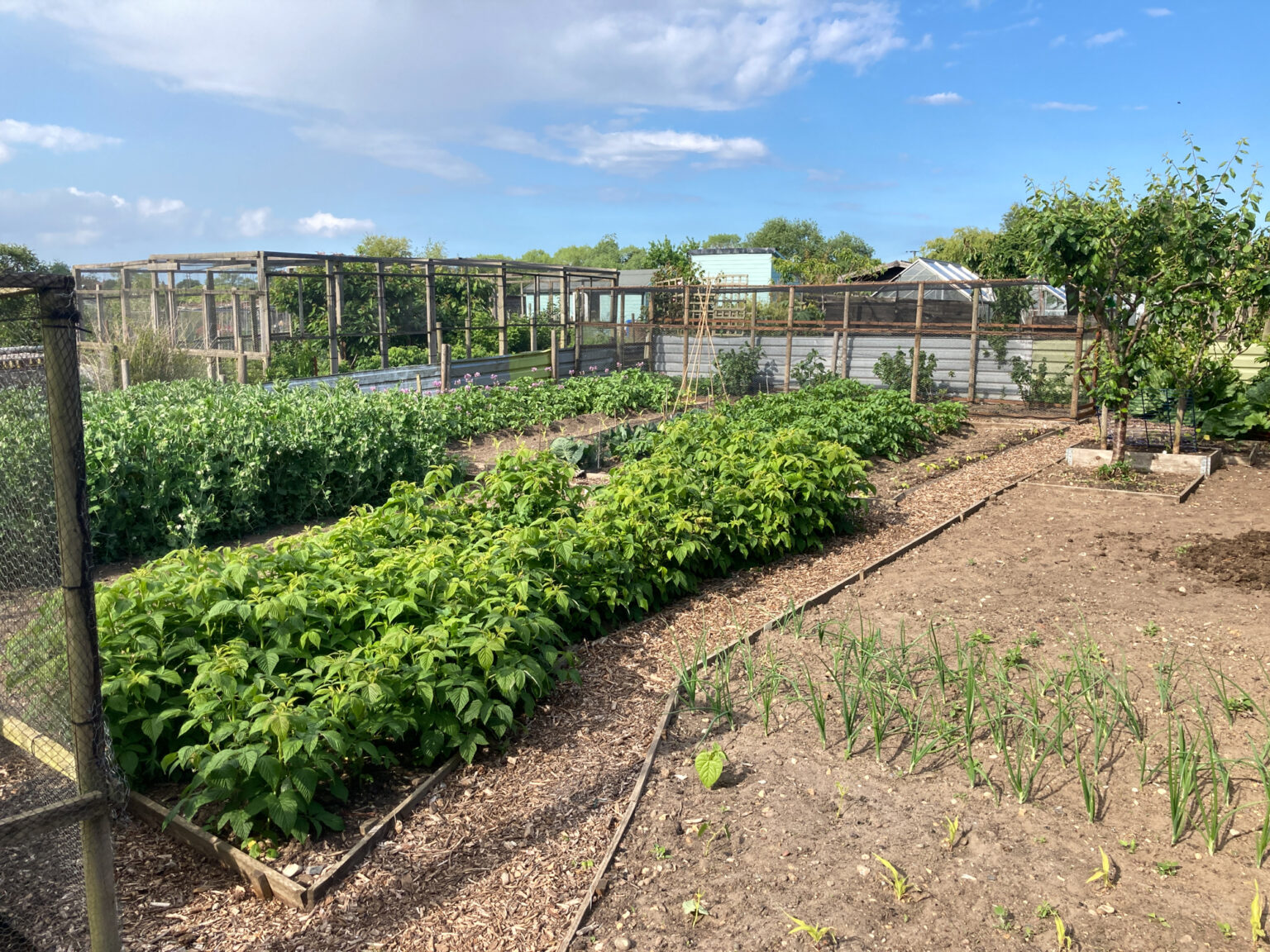 Allotment update: Sweet pickling recipe for beetroot